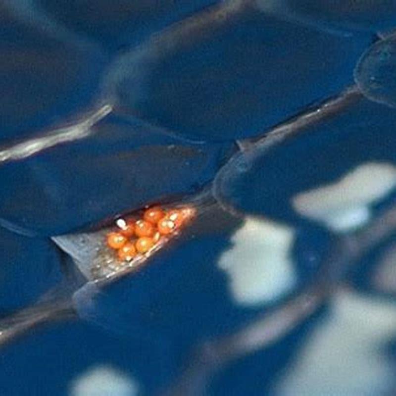Can Reptile Mites Come From Substrate Diy Seattle