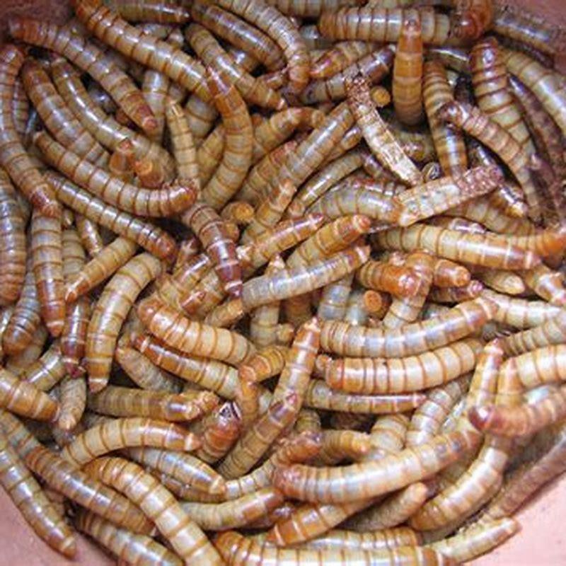 How Do Reptiles Breed Mealworms Diy Seattle