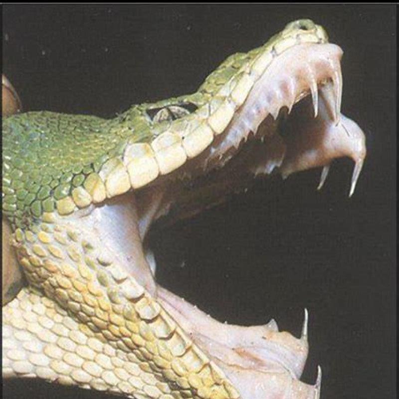 How Many Teeth Does A Reptile Have Diy Seattle